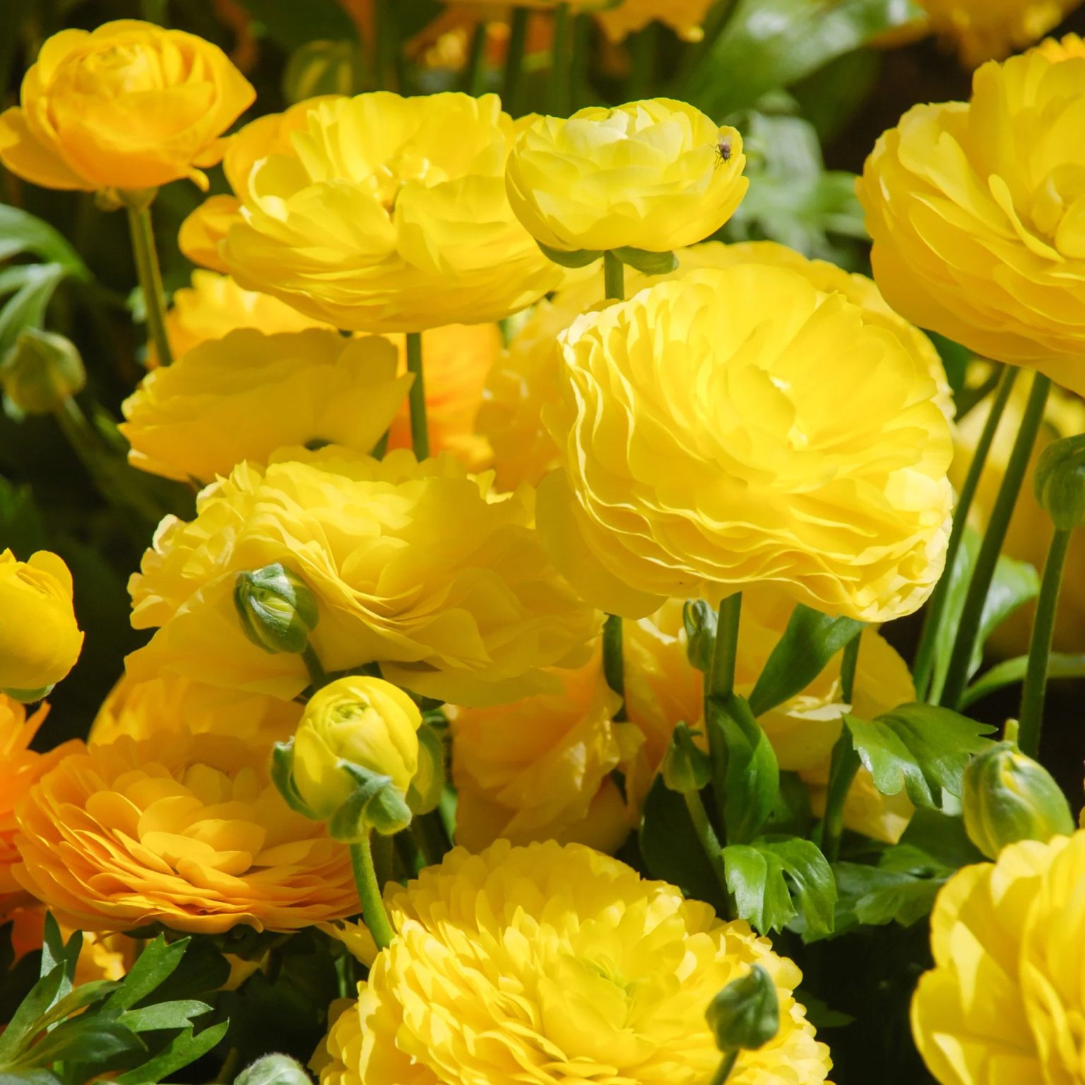 Types of Yellow Flowers - List of Names with Pictures